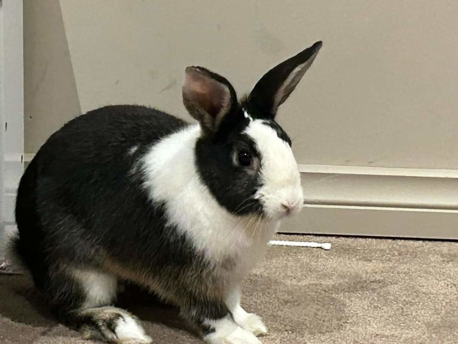 Matilda - Female Dutch Rabbit in VIC - PetRescue