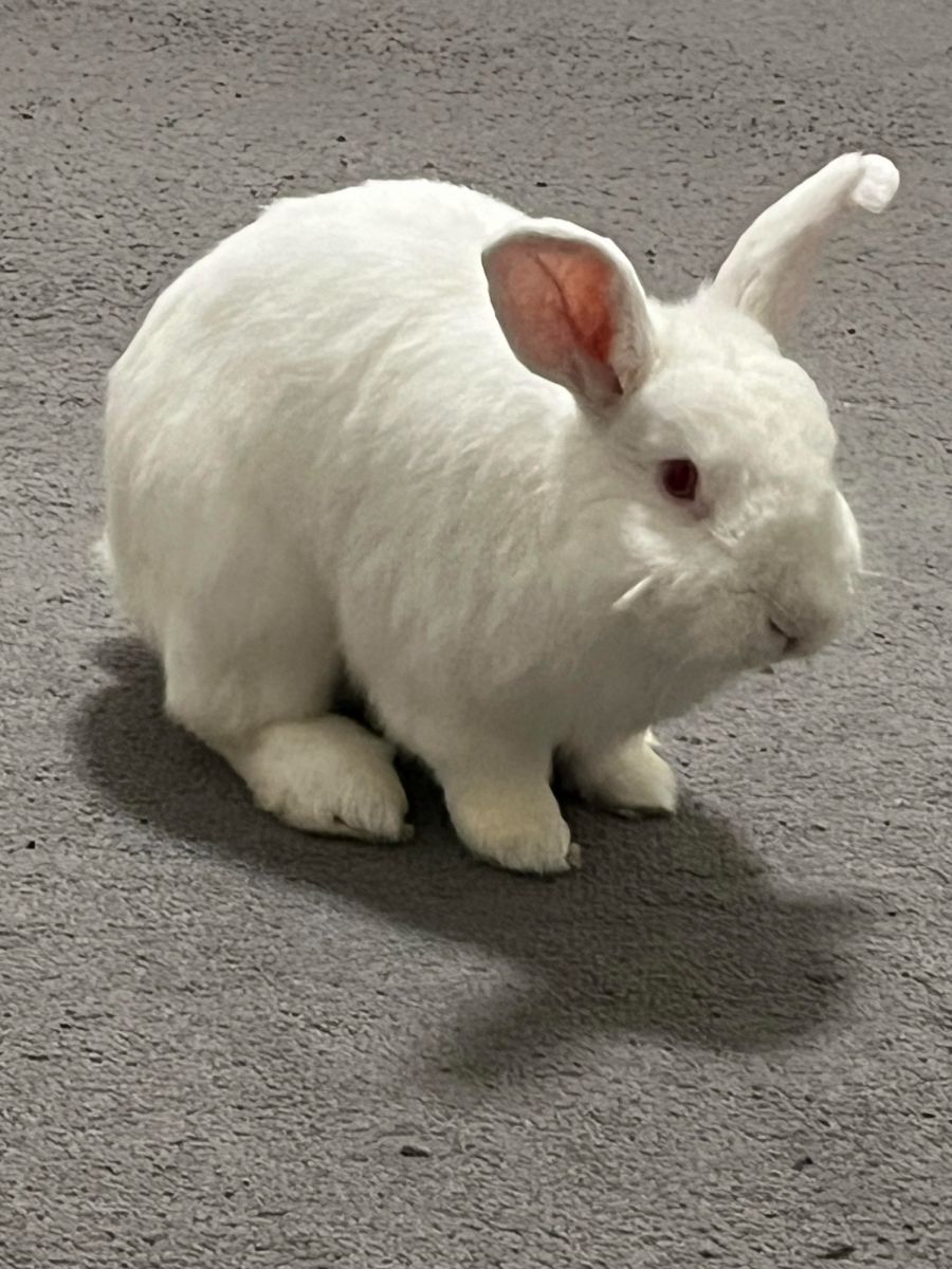 Benny Bean - Male Rabbit in VIC - PetRescue