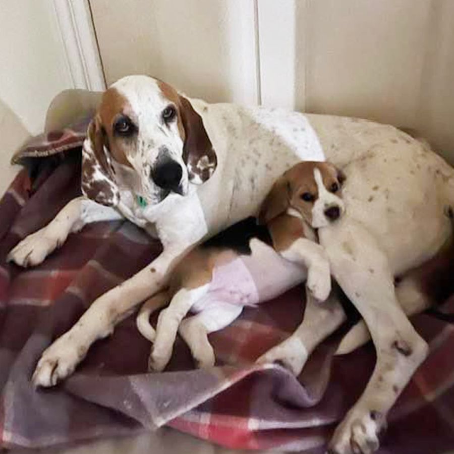 Chrissie - Large Female Foxhound x Bloodhound Dog in VIC - PetRescue