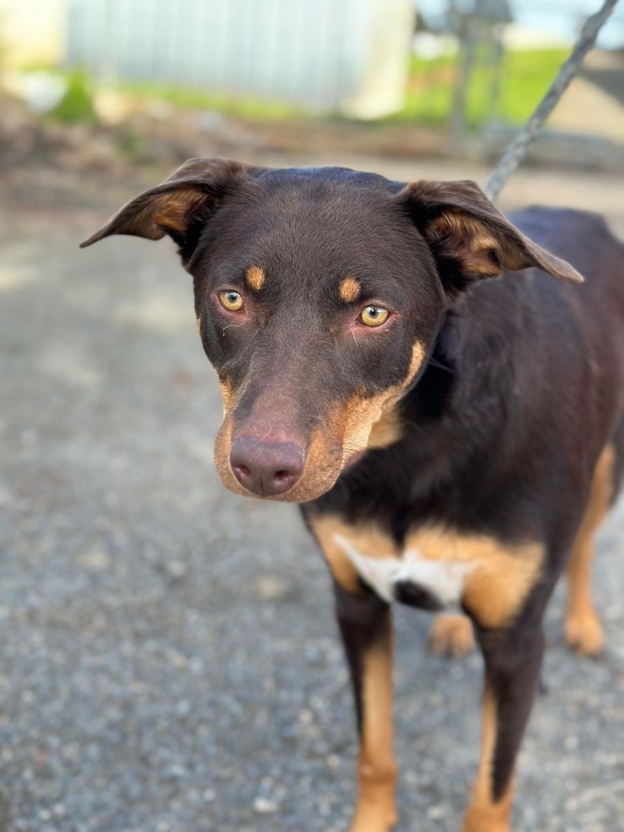 Styx - Large Male Kelpie Mix Dog in VIC - PetRescue