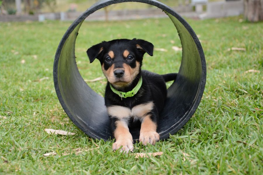 Pinto - Medium Male Kelpie Dog in VIC - PetRescue