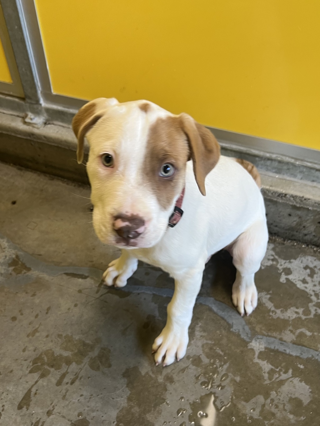 Conner - Large Male Bullmastiff x Louisiana Catahoula Leopard Dog Mix ...
