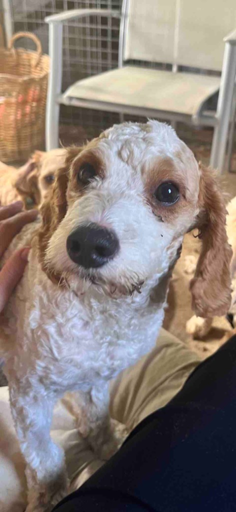 Comet - Medium Male Poodle x Mixed Breed Mix Dog in NSW - PetRescue