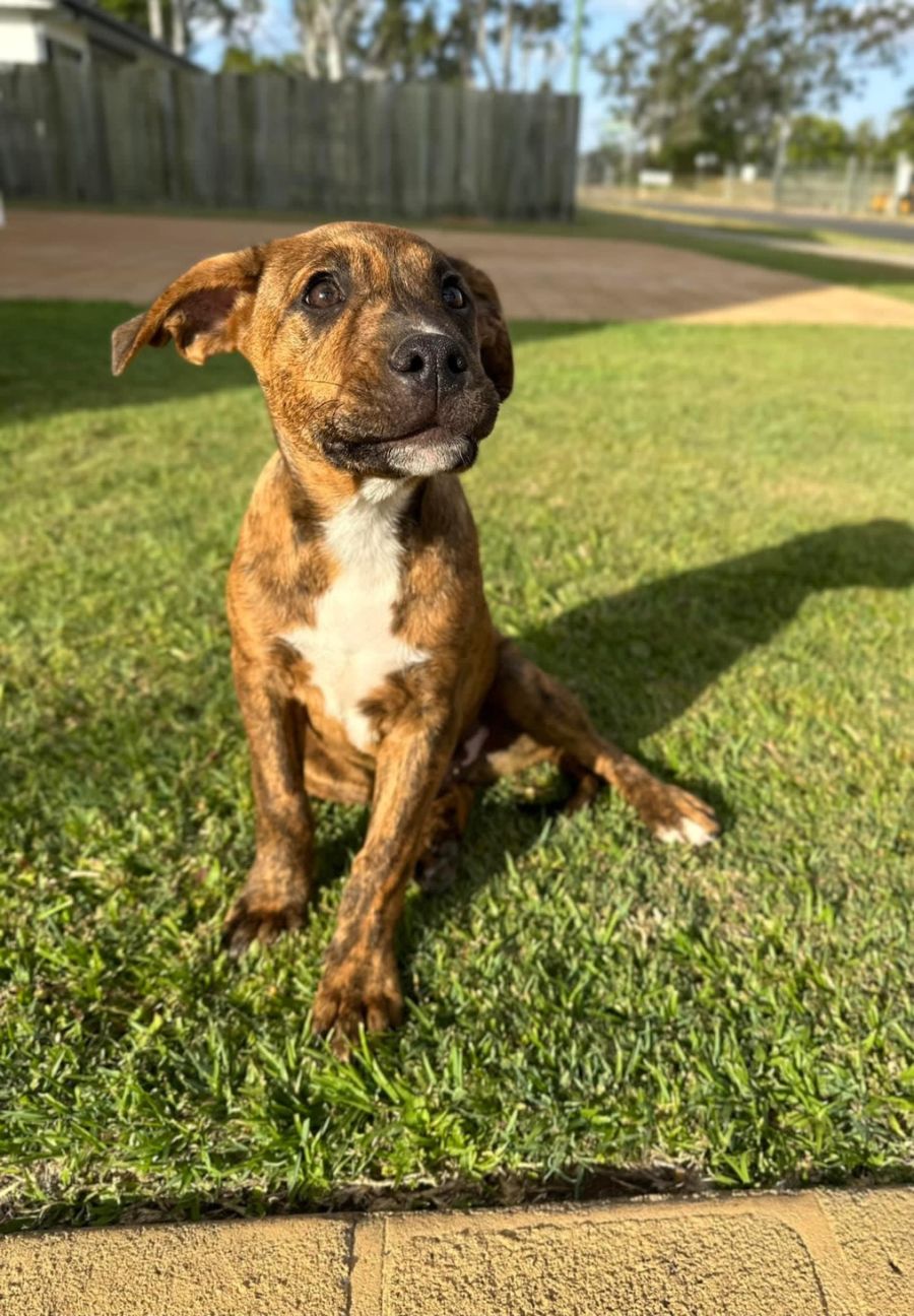 Ray - Medium Male Staffy x Rhodesian Ridgeback Mix Dog in QLD - PetRescue