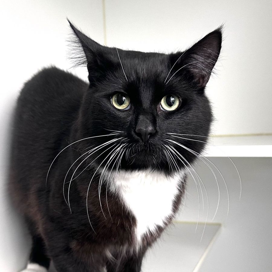 Maverick - Located in Pakenham - Male Domestic Short Hair Cat in VIC ...