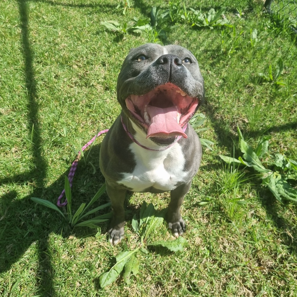 Trigger - Medium Male American Staffy Dog in VIC - PetRescue