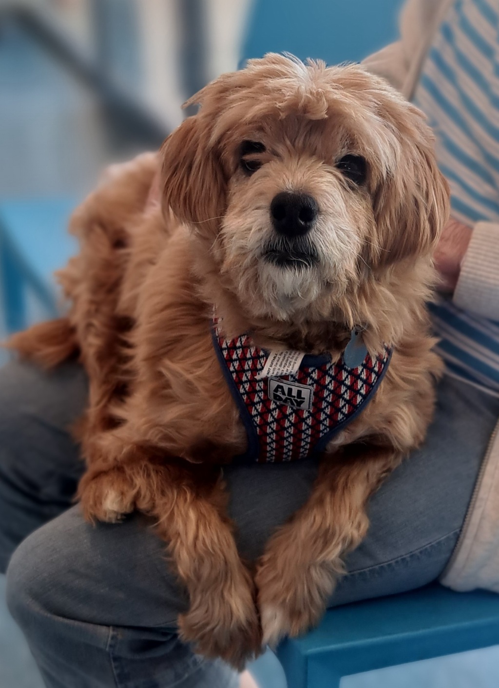 Bill - Small Male Cavoodle Mix Dog in ACT - PetRescue