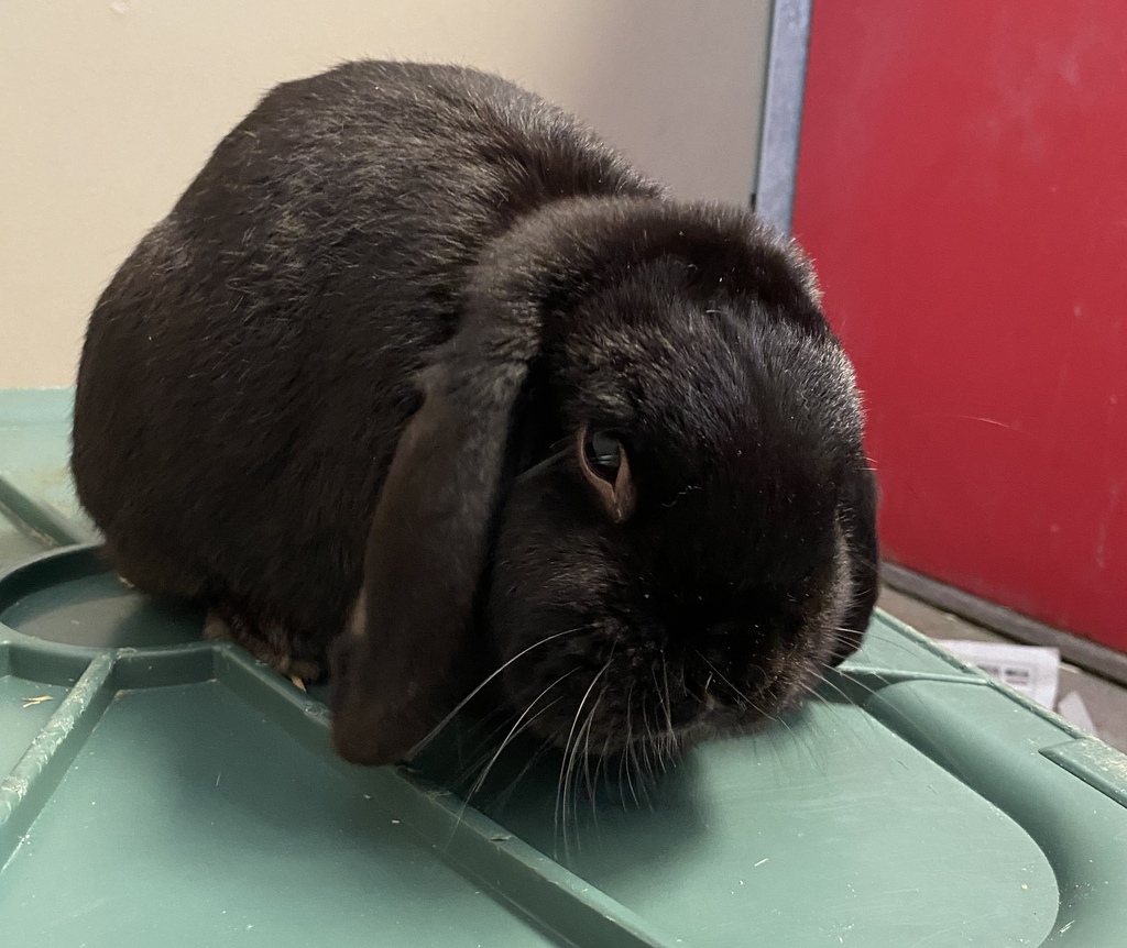 Fendi - Male Lop Eared Mix Rabbit in WA - PetRescue