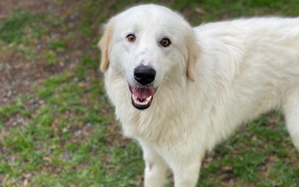 Mimi - Medium Female Maremma Sheepdog Mix Dog in VIC - PetRescue