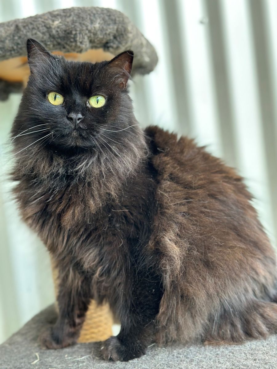 Shadow - Female Domestic Medium Hair Cat in NSW - PetRescue