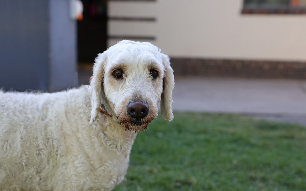 Shani - Medium Female Groodle Mix Dog in VIC - PetRescue