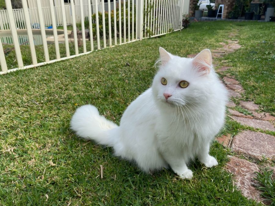 Oscar - Male Angora Cat in NSW - PetRescue