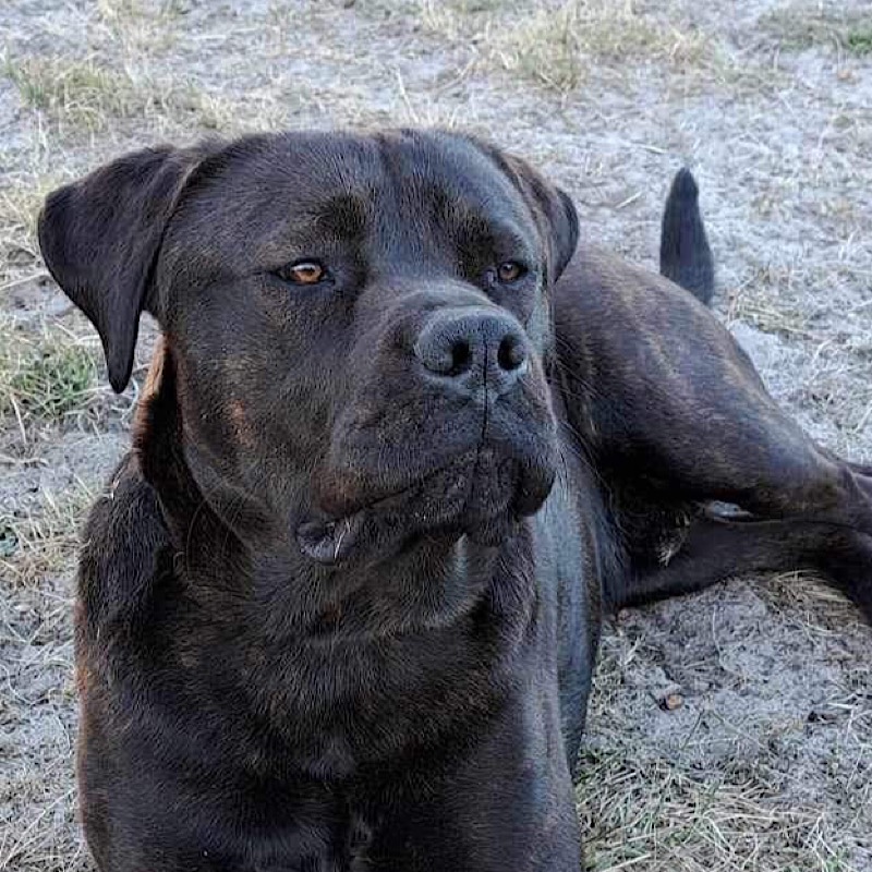 Mannie Boy - Large Male Mastiff x Mixed Breed Mix Dog in WA - PetRescue