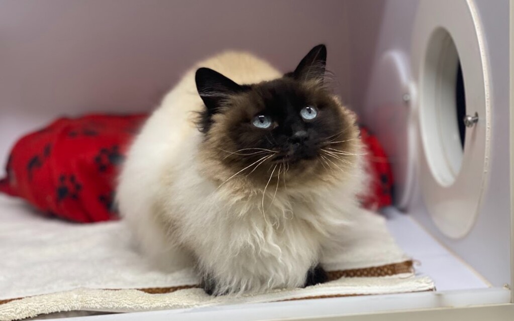 Rose - Female Ragdoll Mix Cat in VIC - PetRescue