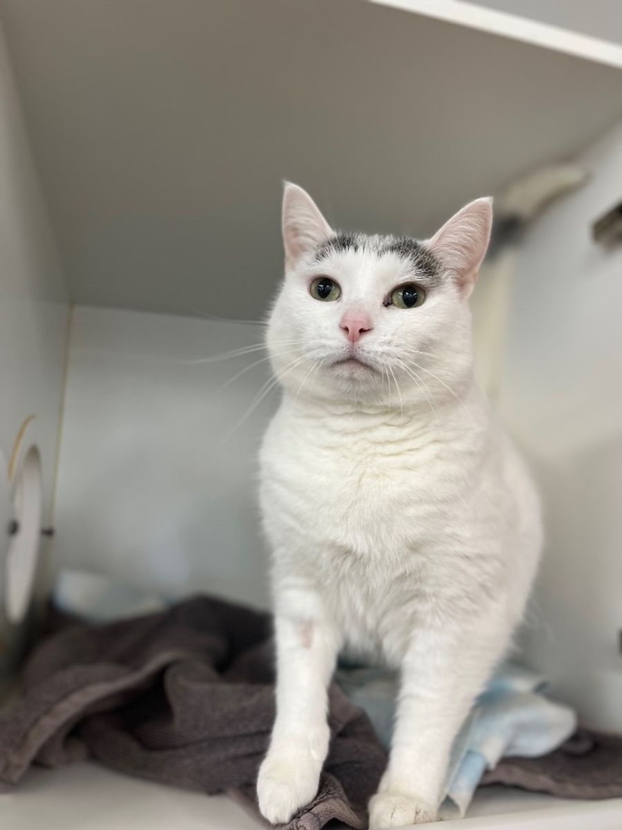 Momau - Female Domestic Short Hair Cat in VIC - PetRescue