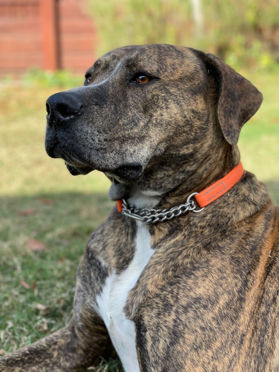 Tommy - Large Male American Bulldog Mix Dog in QLD - PetRescue