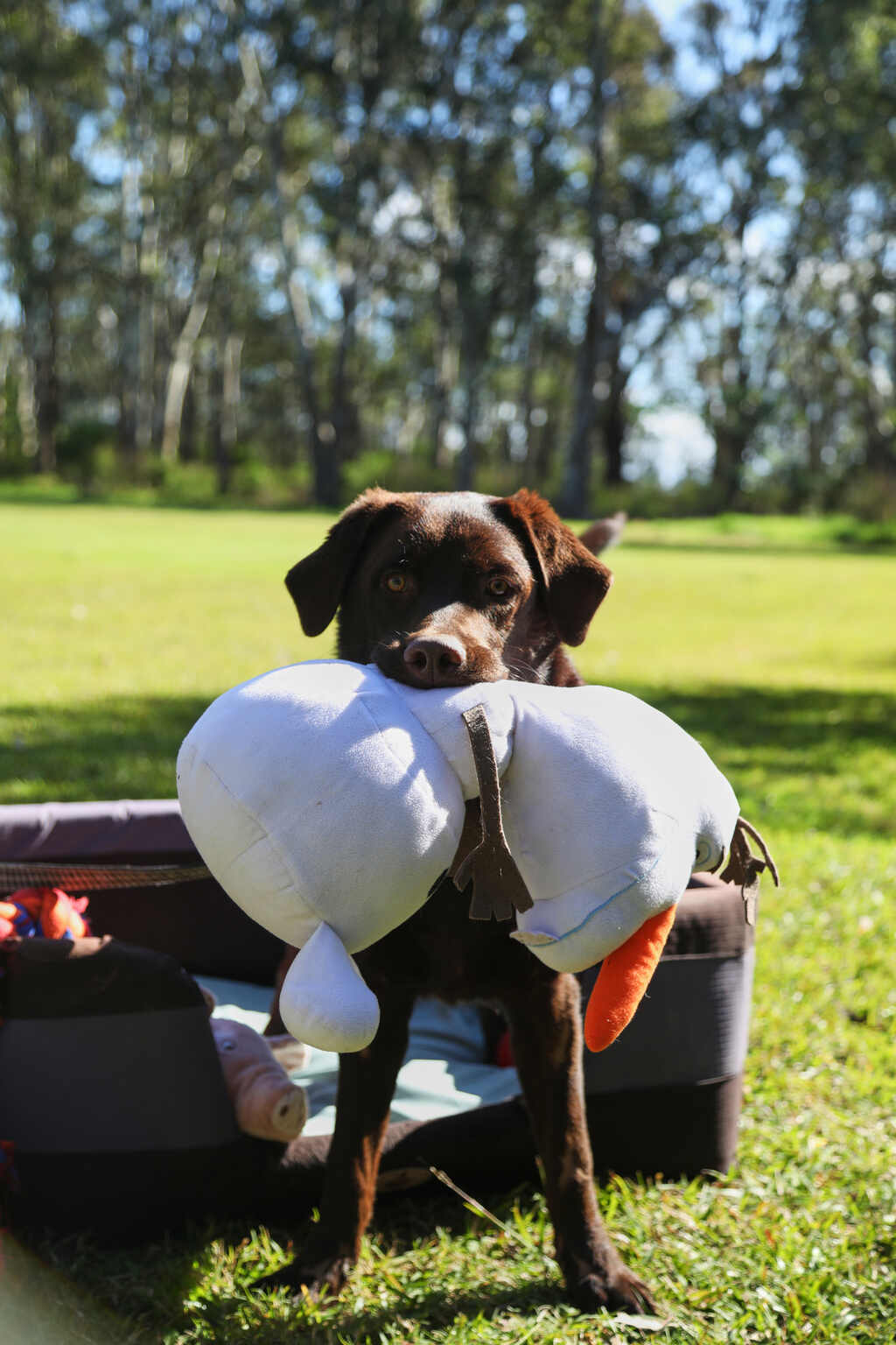 Astro - Large Male Labrador Mix Dog in NSW - PetRescue