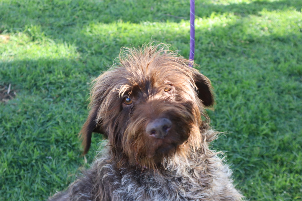 Milou - Medium Female German Wirehaired Pointer Mix Dog in VIC - PetRescue