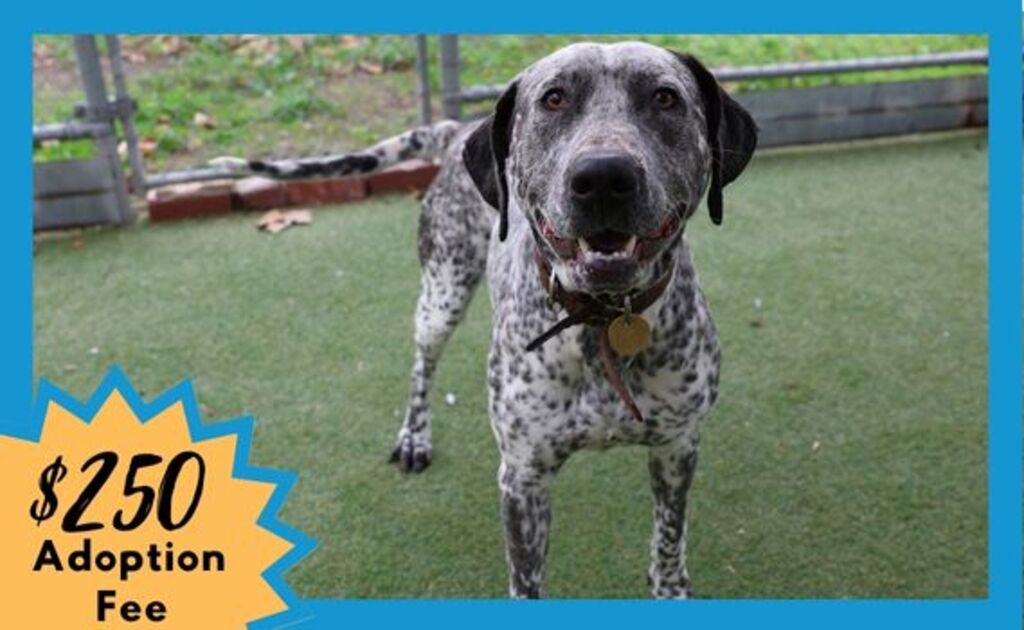 Trinity - Large Female German Shorthaired Pointer x Staffy Mix Dog in ...