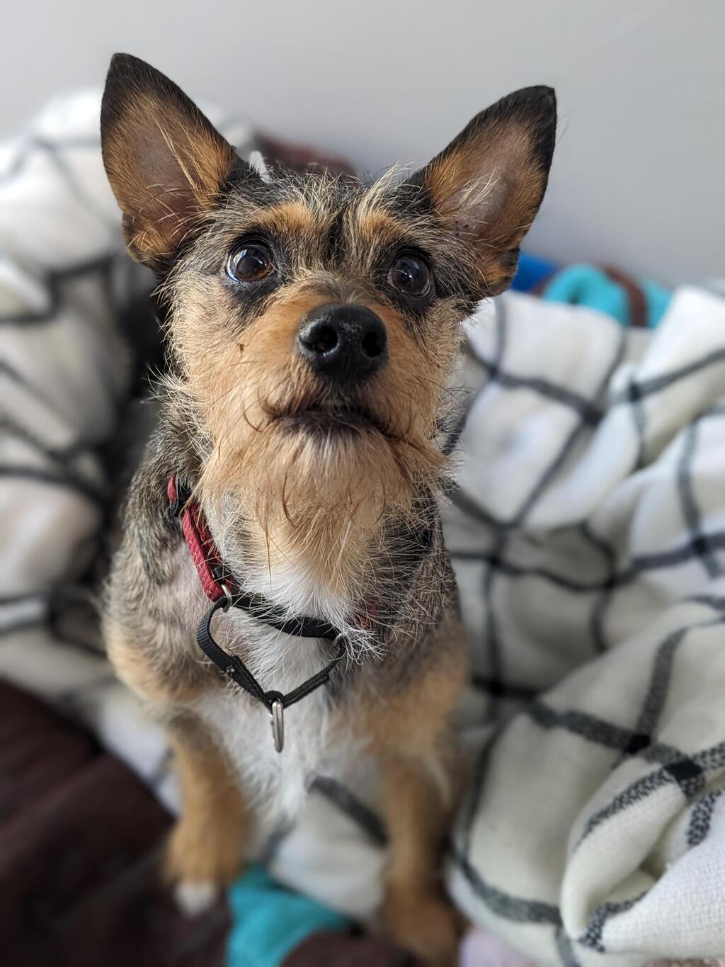 Kiki - Small Female Terrier Mix Dog in WA - PetRescue