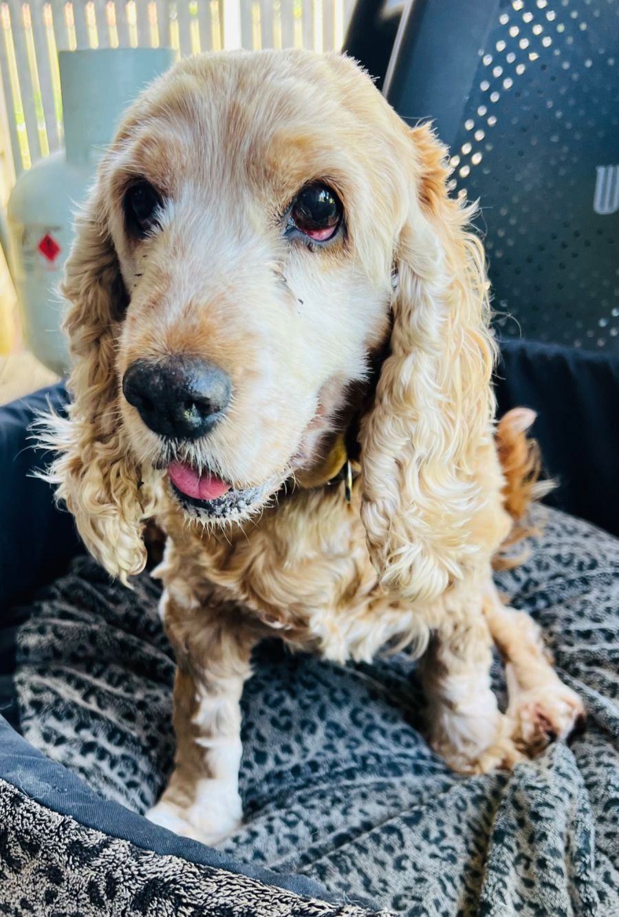 Bonnie and monty - Medium Female Cocker Spaniel Dog in NSW - PetRescue