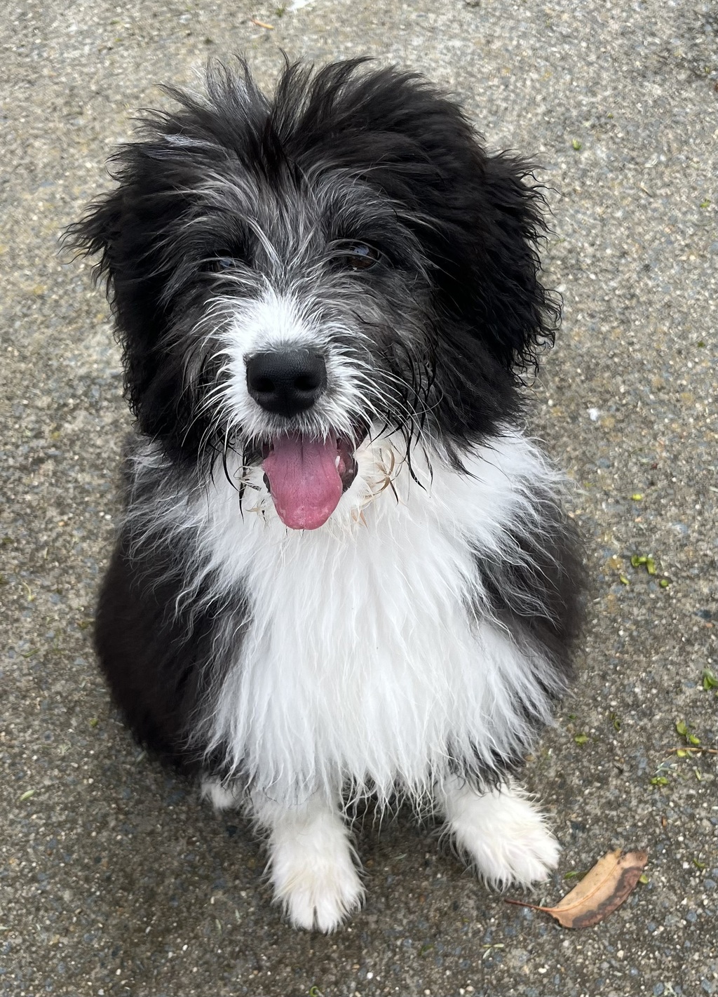 Bella - Large Female Australian Shepherd x Labradoodle Mix Dog in ACT ...