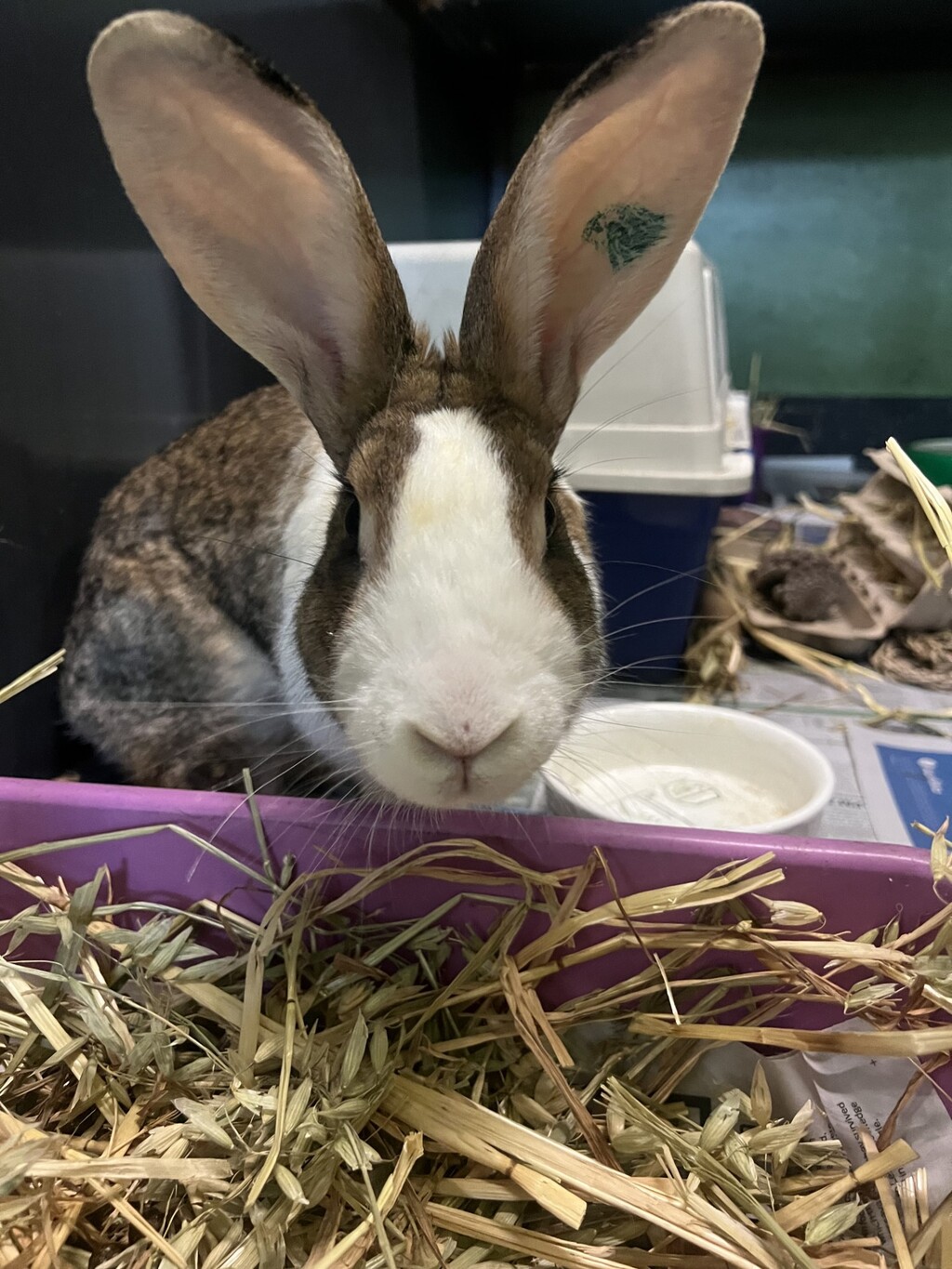 Aurora - Female Flemish Giant Mix Rabbit in VIC - PetRescue