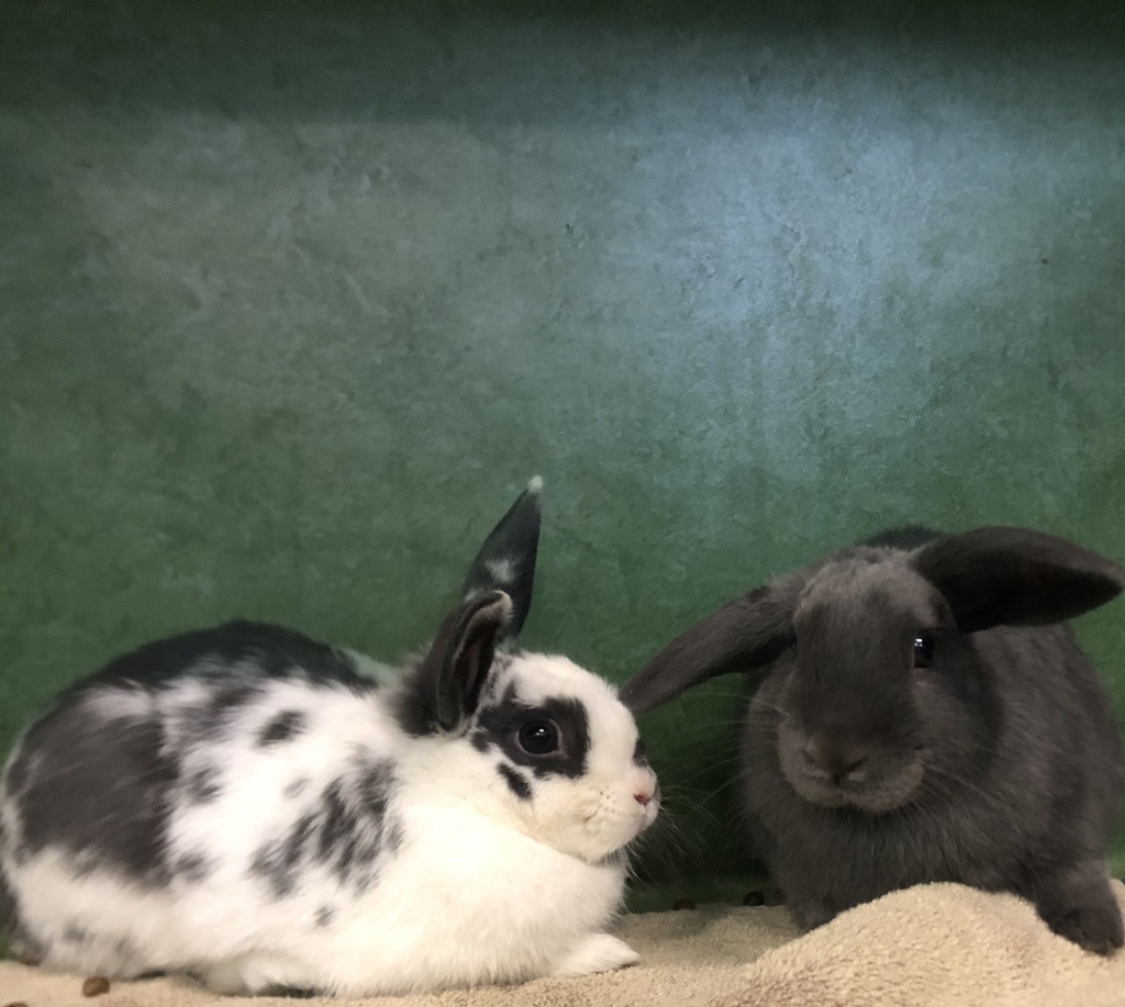 Daffy - Male Mini Lop x Netherland Dwarf Mix Rabbit in VIC - PetRescue