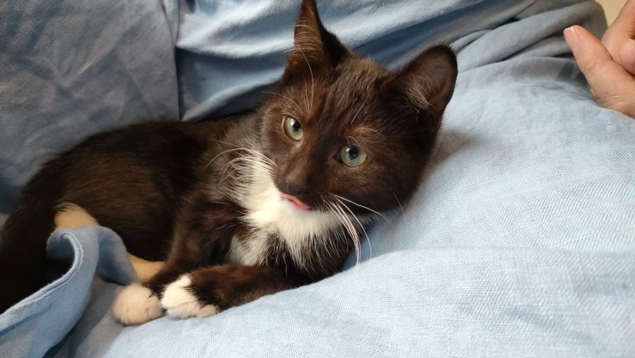 Hel - Female Domestic Short Hair Cat in VIC - PetRescue
