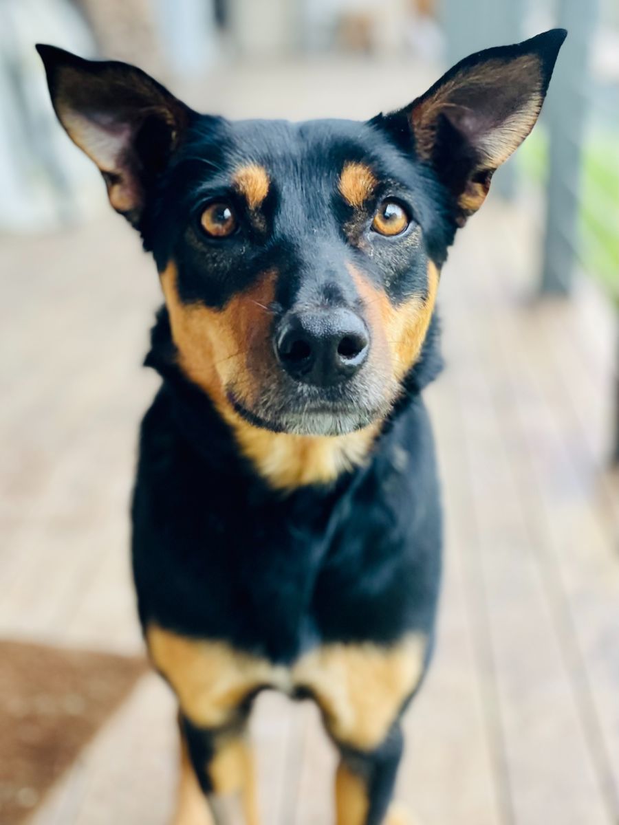 Ada - Medium Female Kelpie Dog in VIC - PetRescue