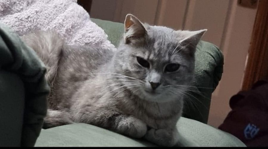 Squeak - Female Domestic Short Hair Cat in VIC - PetRescue