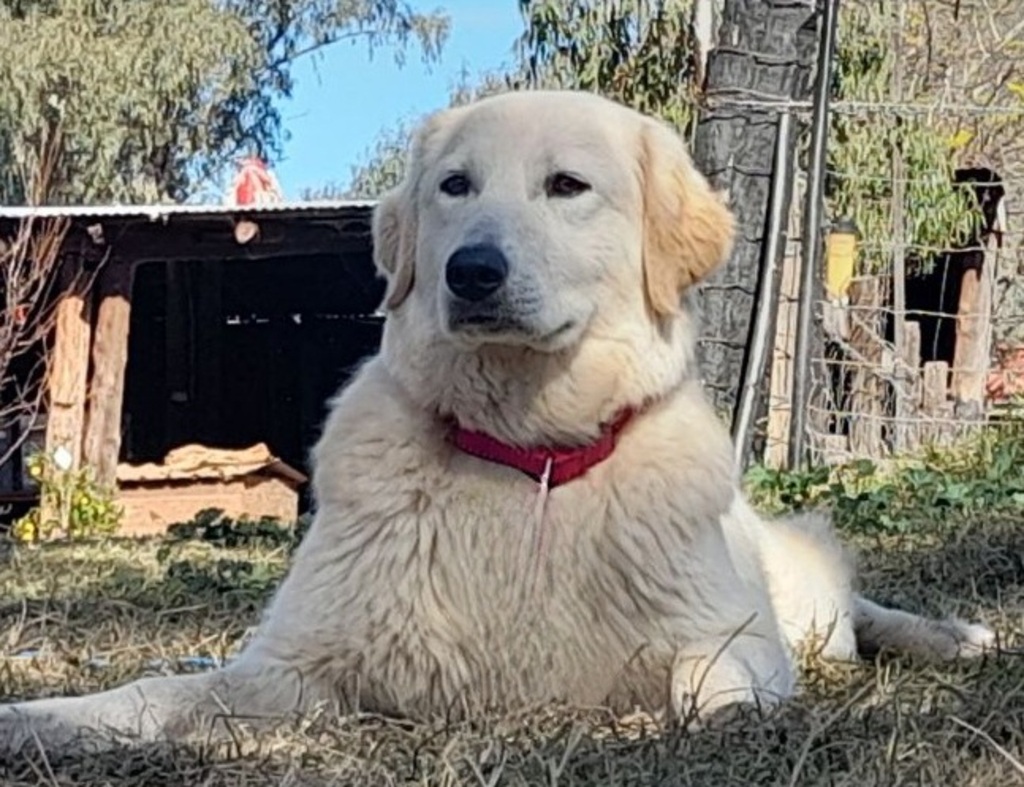 Molly - Large Female Golden Retriever x Maremma Sheepdog Mix Dog in NSW ...