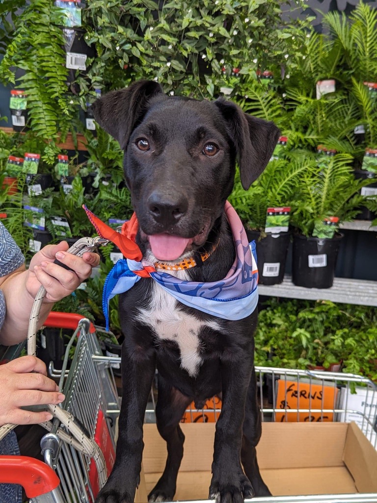 Kobi - Medium Male Border Collie x Kelpie Mix Dog in QLD - PetRescue