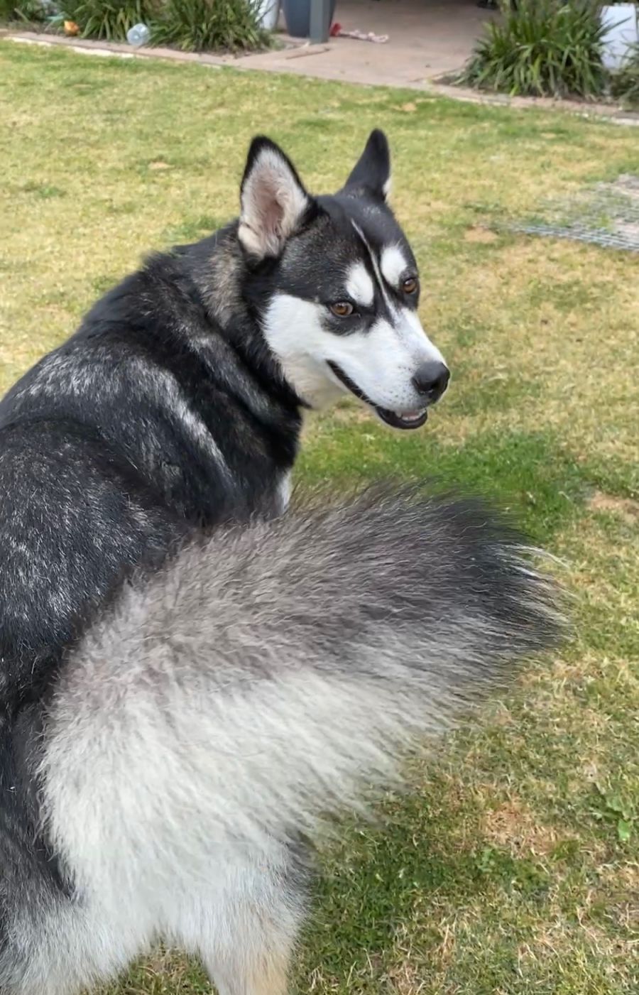 Bobby - Medium Male Siberian Husky Dog in VIC - PetRescue