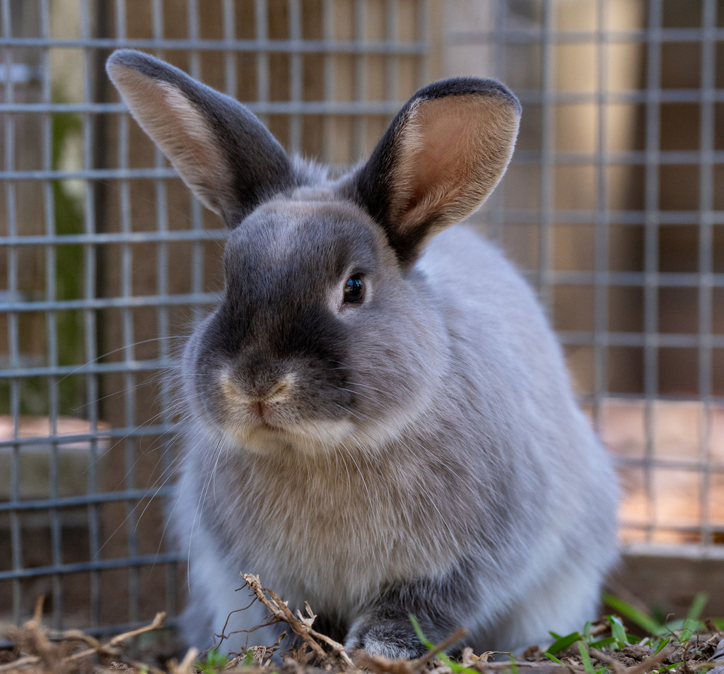 Teak - Male Lop Eared Mix Rabbit in NSW - PetRescue