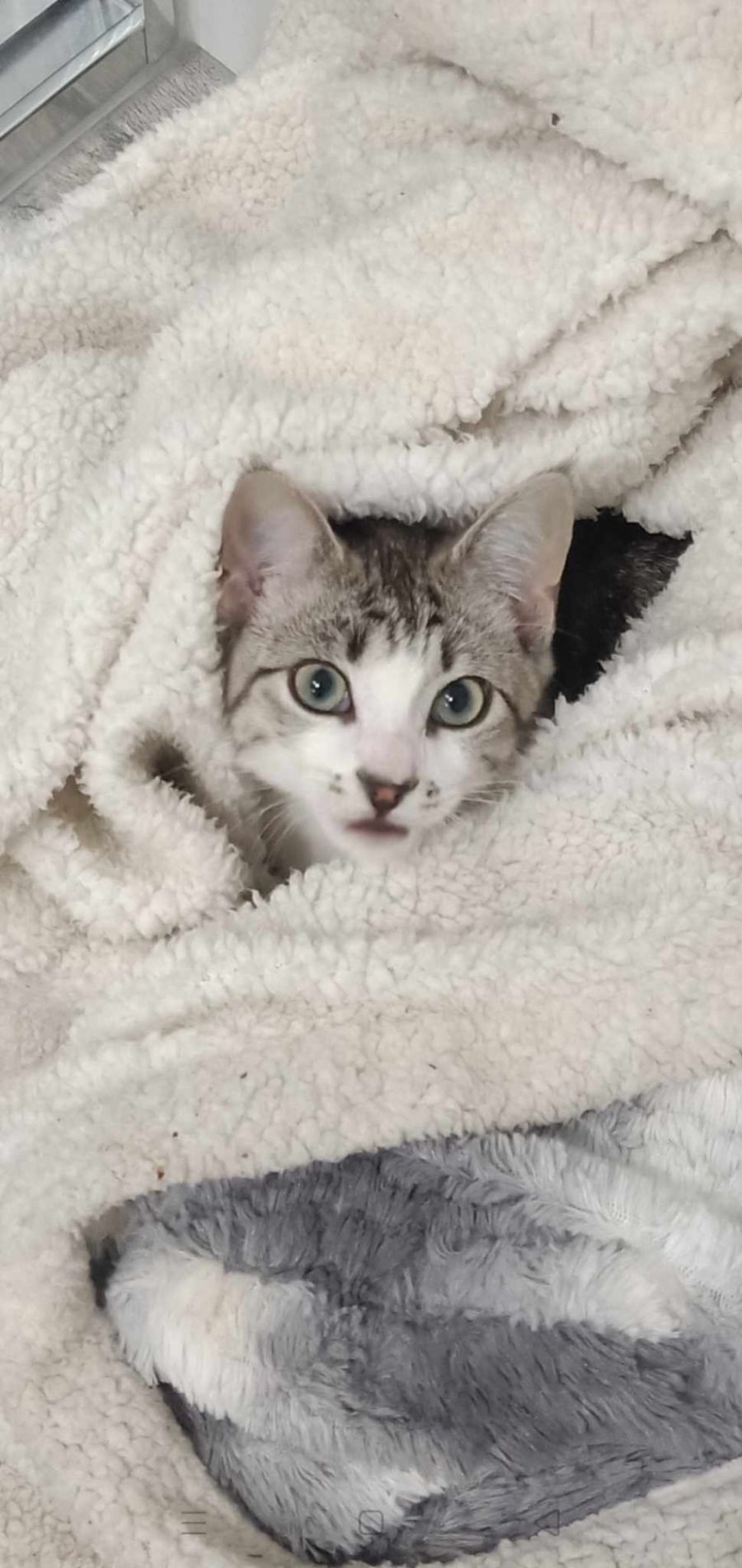 Zippy - Female Domestic Short Hair Cat in VIC - PetRescue