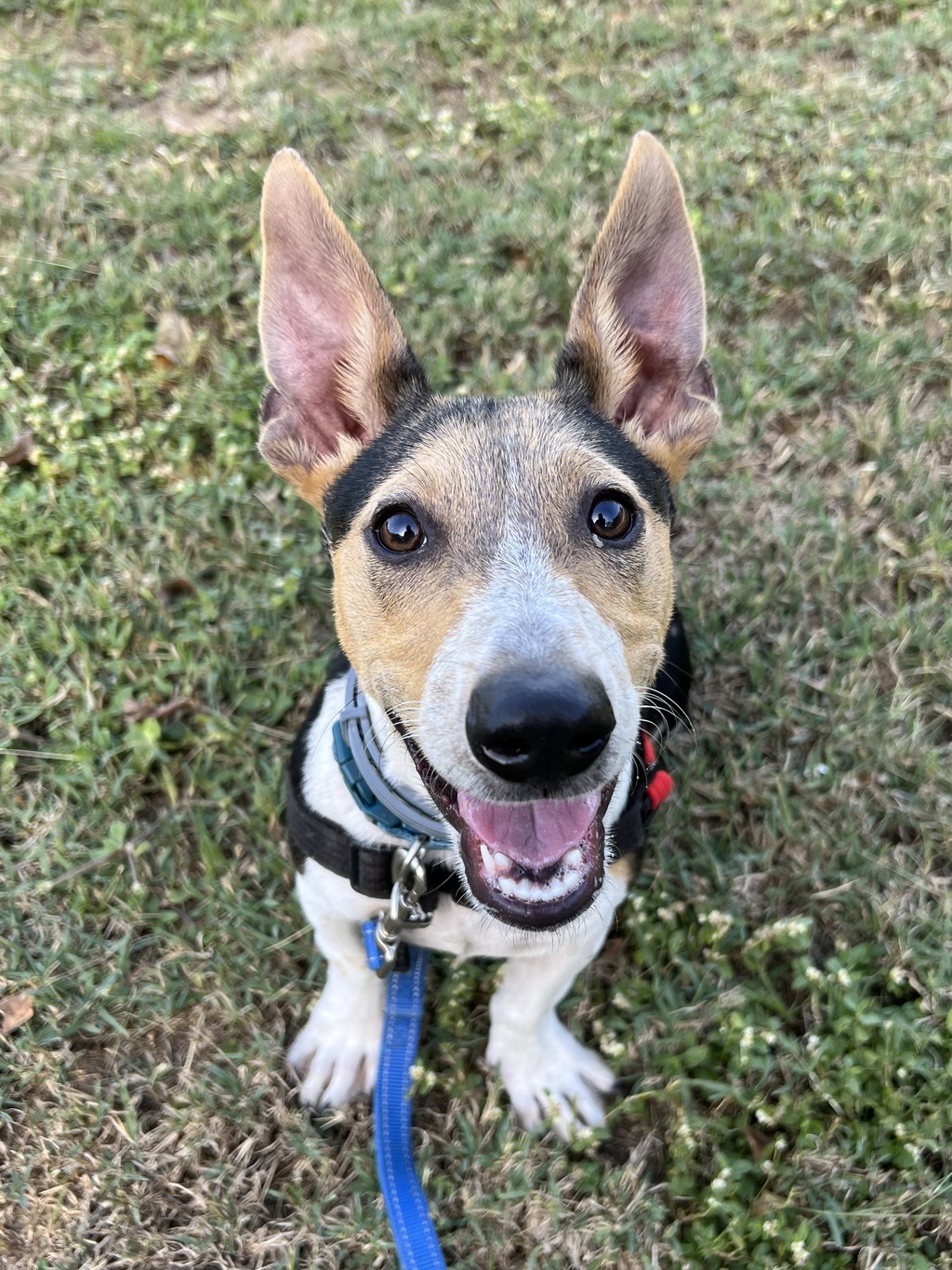 Collin - Small Male Miniature Fox Terrier Mix Dog in QLD - PetRescue