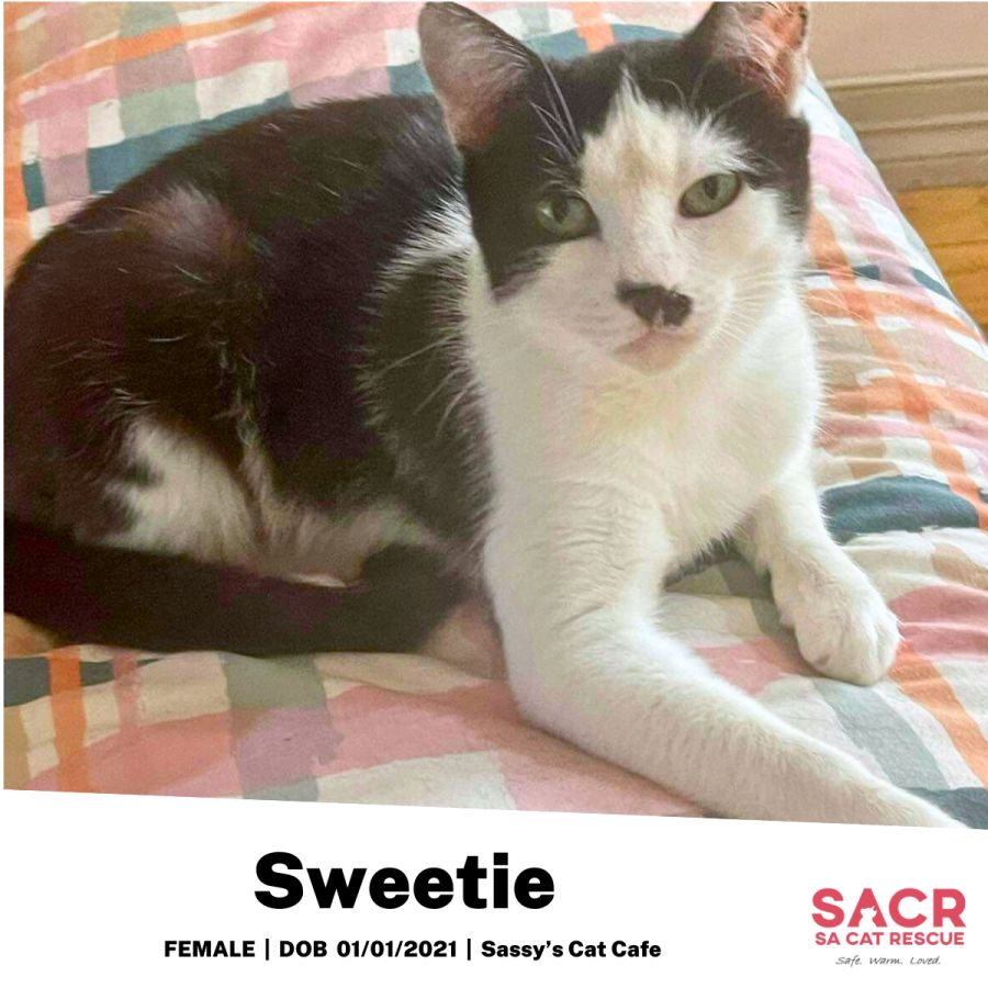 Sweetie - Female Domestic Short Hair Cat in SA - PetRescue