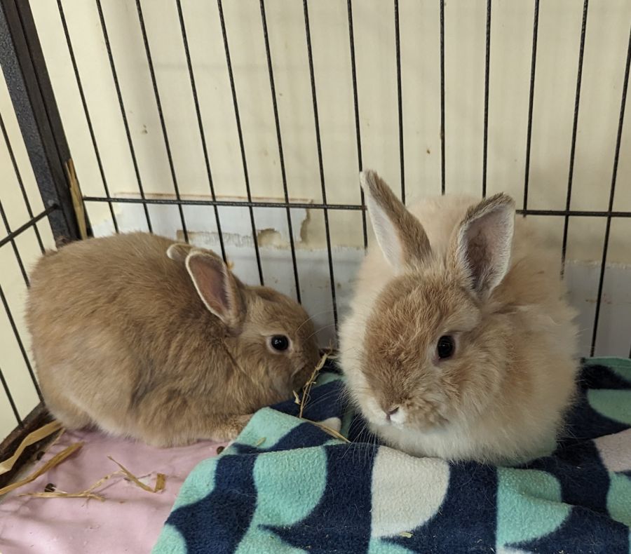 Fern & Fergus - Female Cashmere Mix Rabbit in VIC - PetRescue