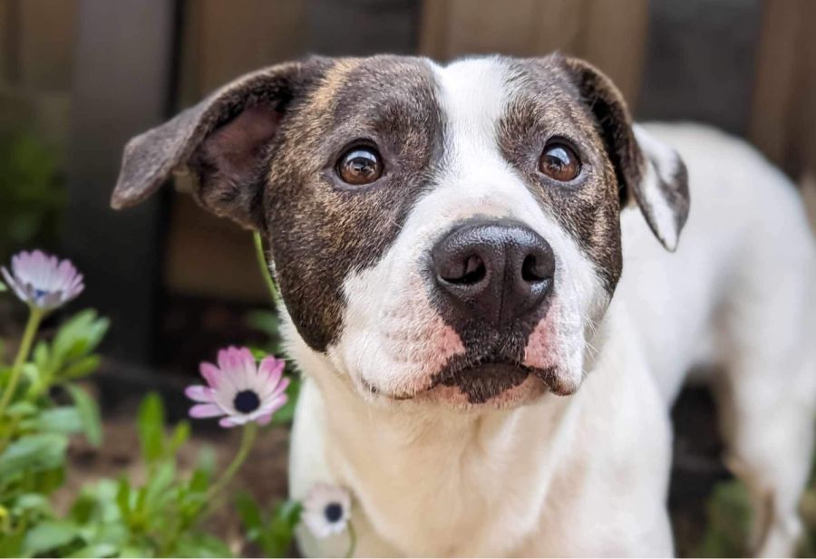 Moose - Small Male Jack Russell Terrier x Staffy Mix Dog in VIC - PetRescue