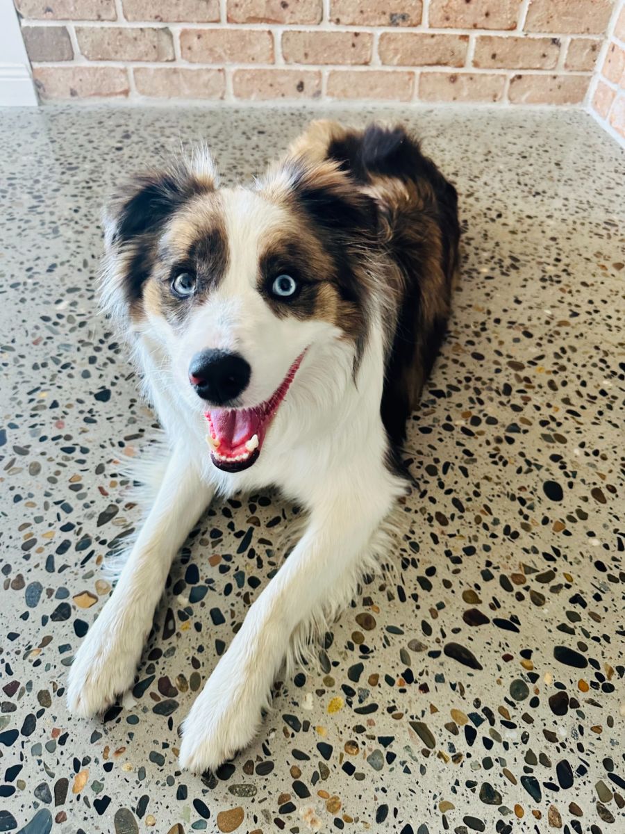 Molly - Medium Female Border Collie Dog in NSW - PetRescue