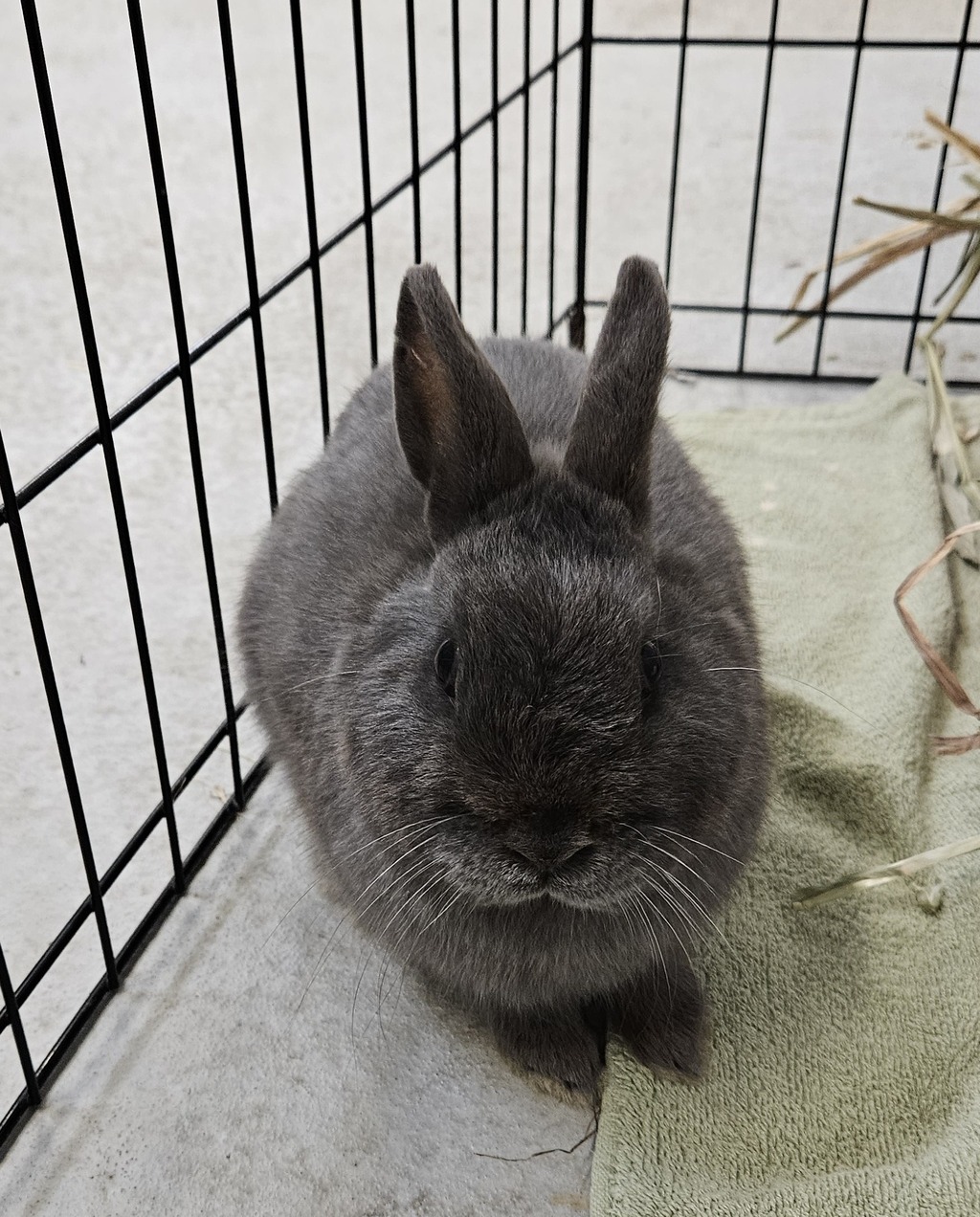 Hardy - Male Bunny Rabbit Mix Rabbit in VIC - PetRescue