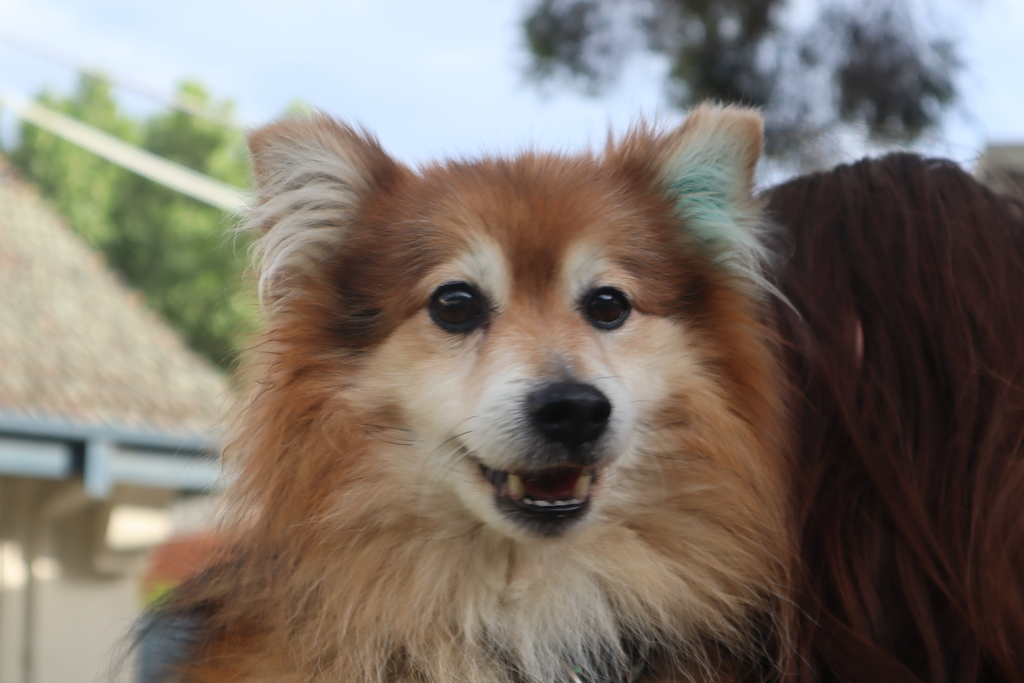 George - Small Male Pomeranian Mix Dog in VIC - PetRescue