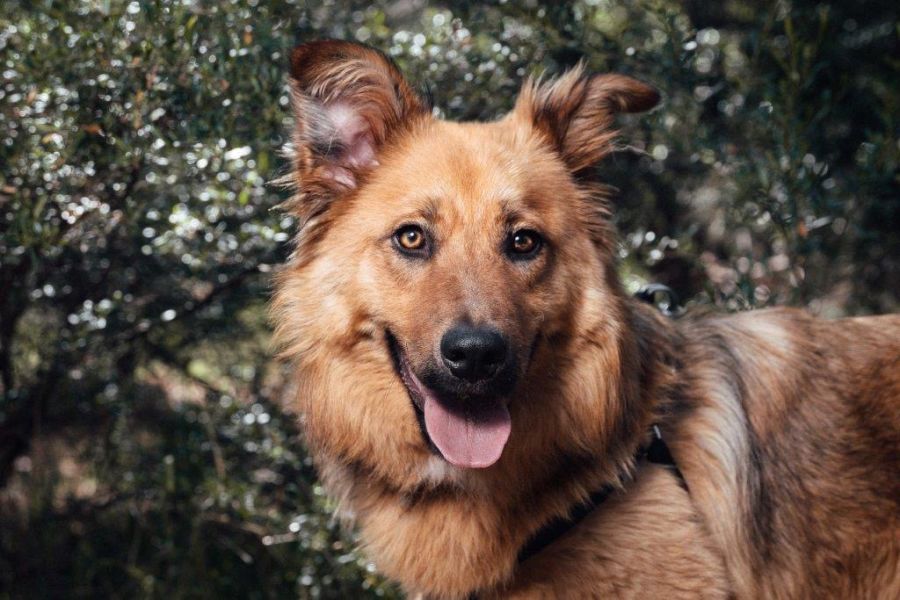 Bear Van Winkle - Medium Male German Shepherd x Collie Mix Dog in VIC ...