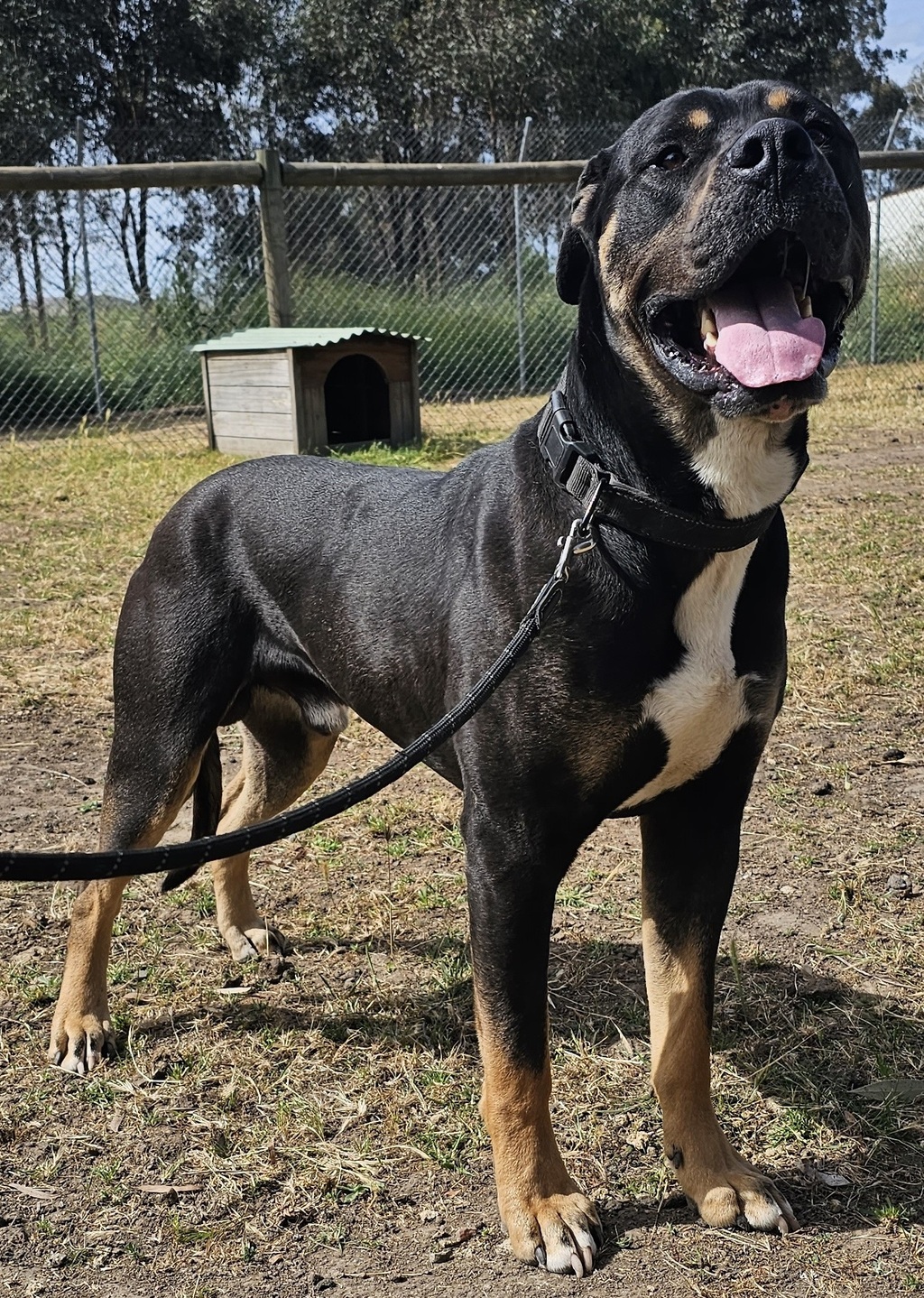 Dusty - Large Male Mastiff Mix Dog in VIC - PetRescue