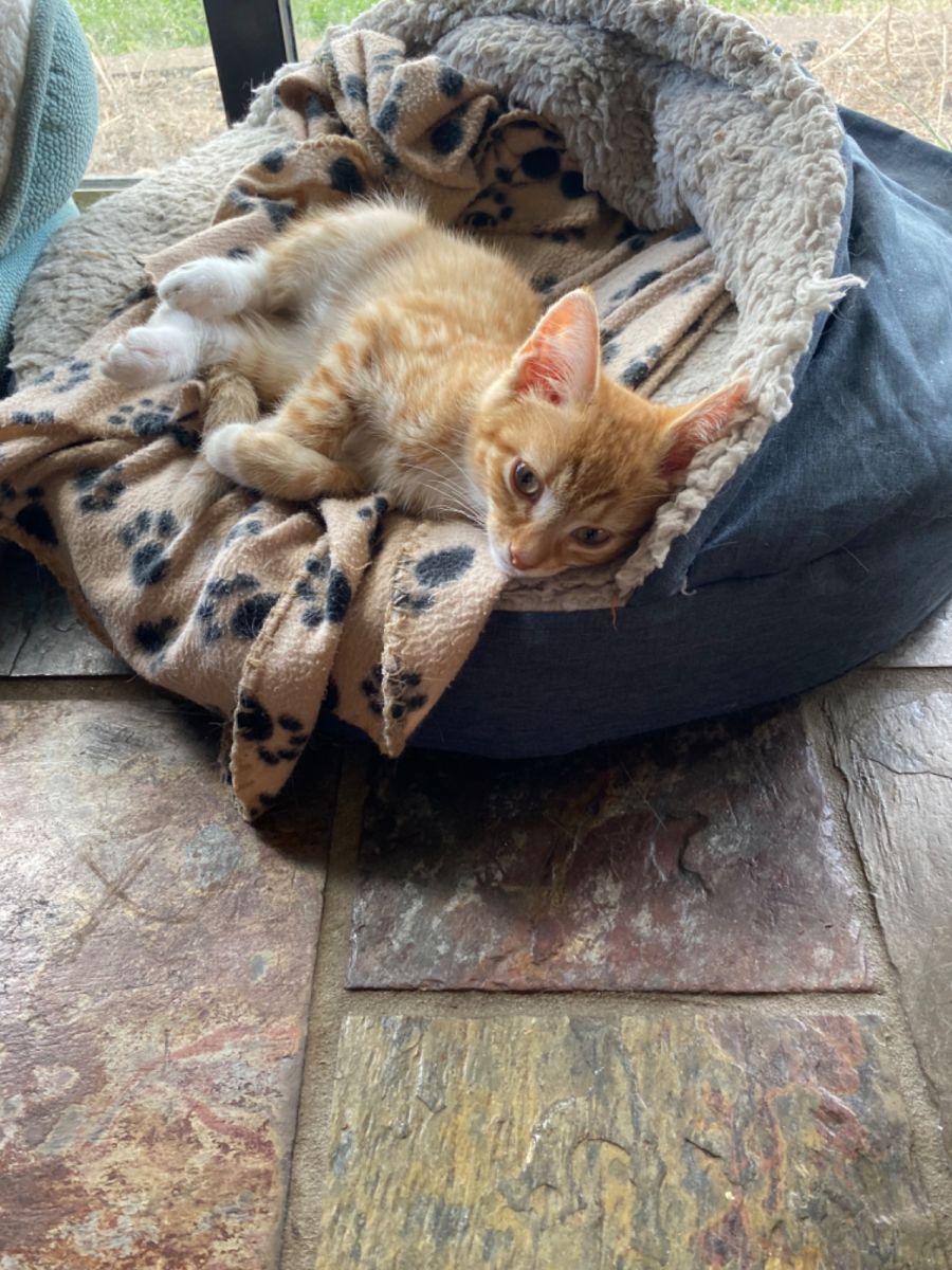 Biscoff - Male Domestic Short Hair Cat in NSW - PetRescue