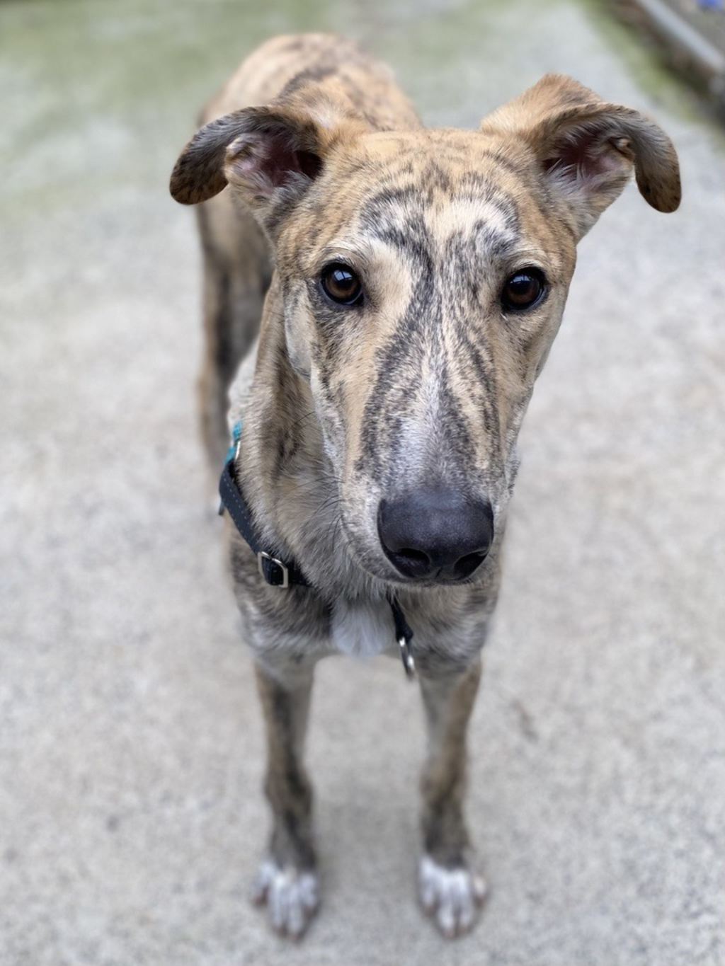 Duke - Medium Male Staghound Dog in VIC - PetRescue