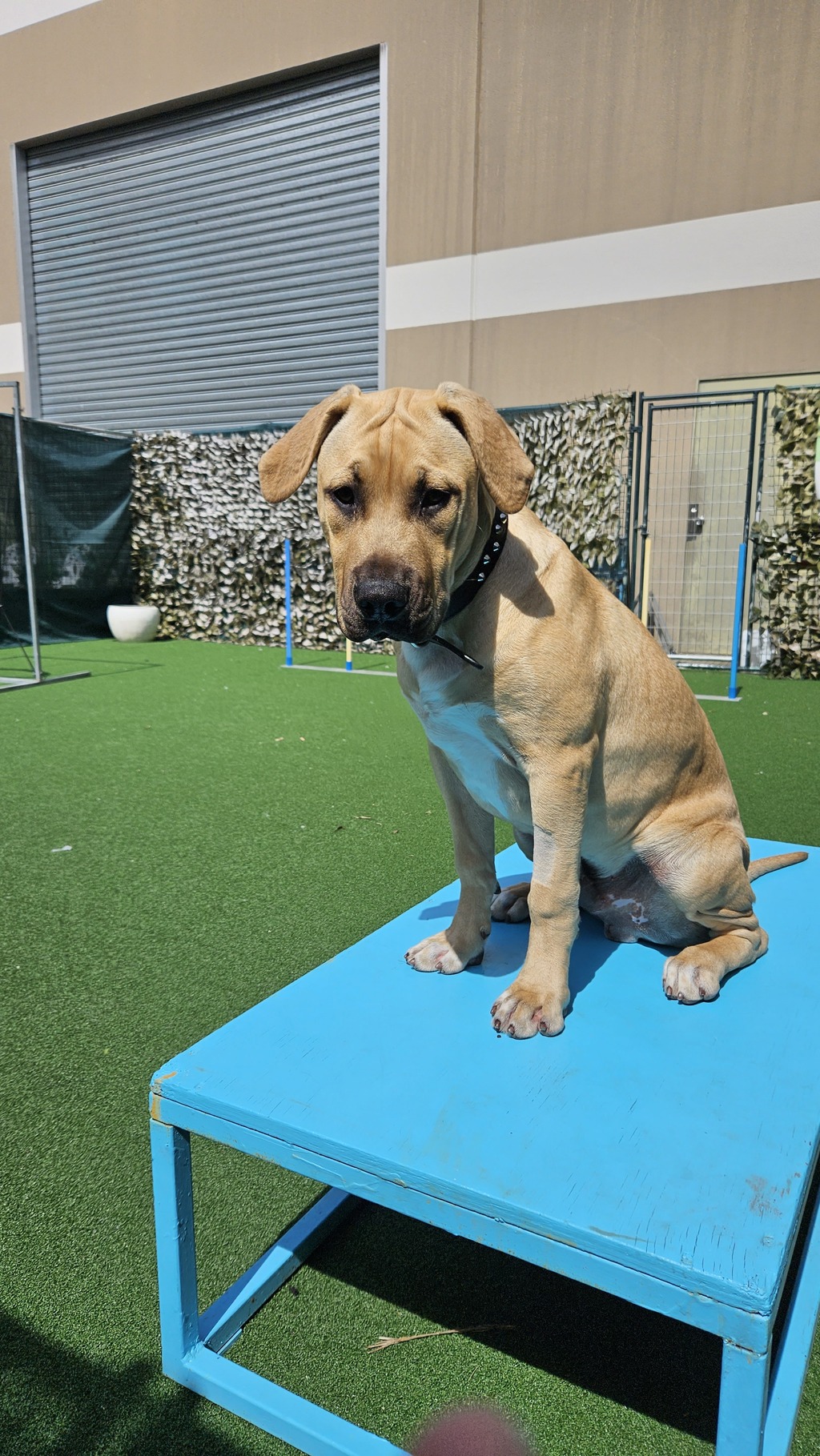 Bailey - Large Male Mastiff x Staffy Mix Dog in VIC - PetRescue