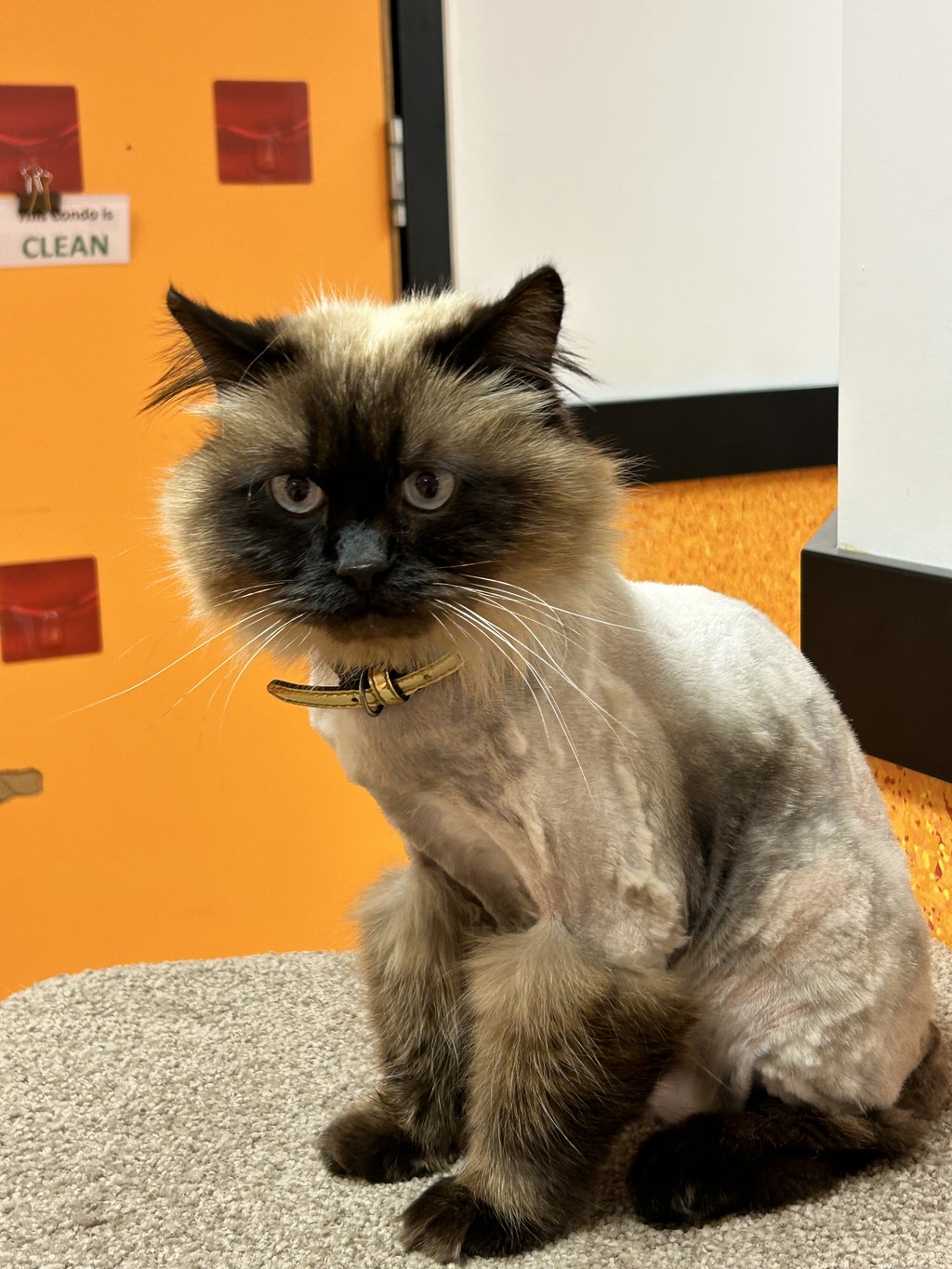 Buddy - Male Manx x Ragdoll Mix Cat in QLD - PetRescue