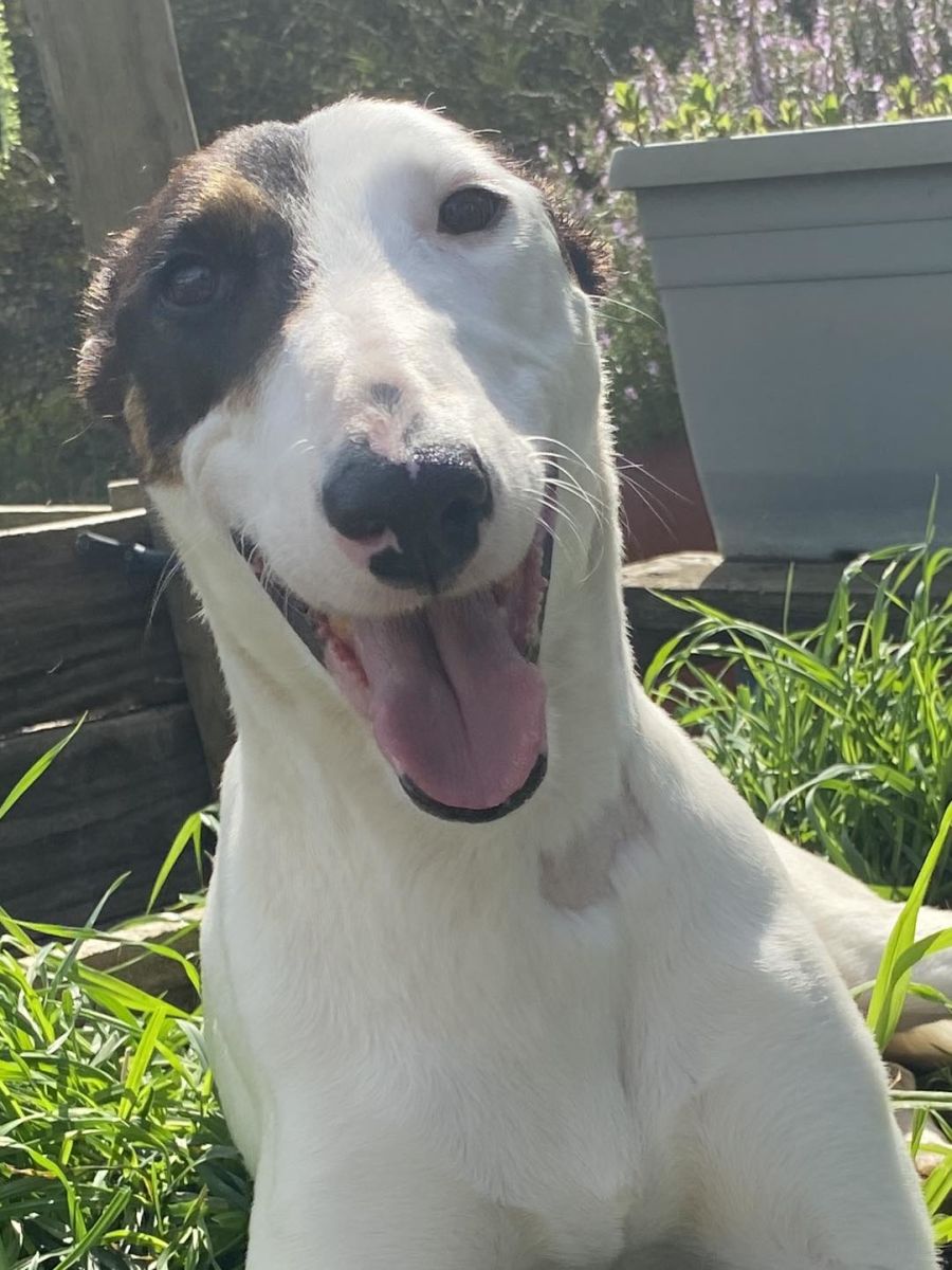 Pippa - Medium Female Greyhound x Bull Terrier (Miniature) Dog in VIC ...